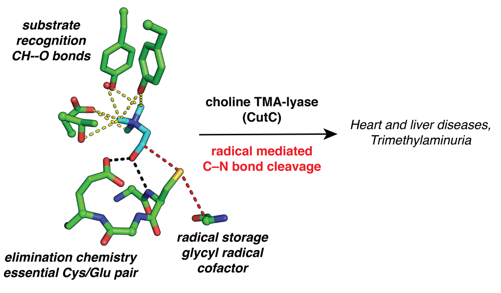 Glycyl Radical Enzymes and the Human Gut – Drennan Lab